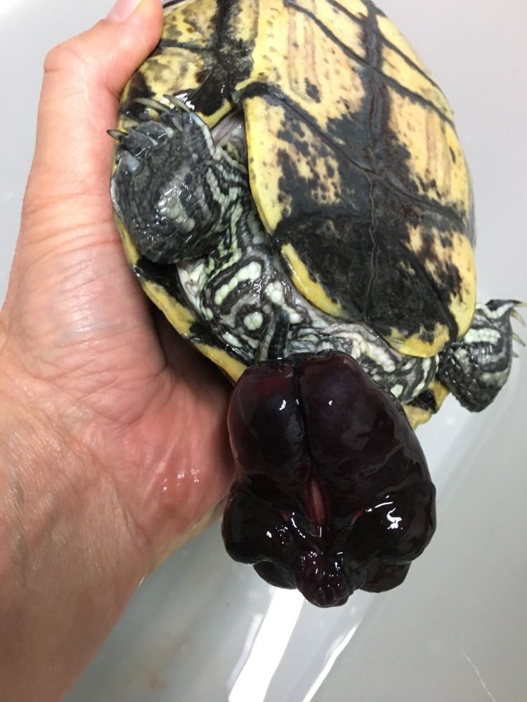 Penisprolaps bei Schildkröten | TierarztPraxis Wilhelmshaven